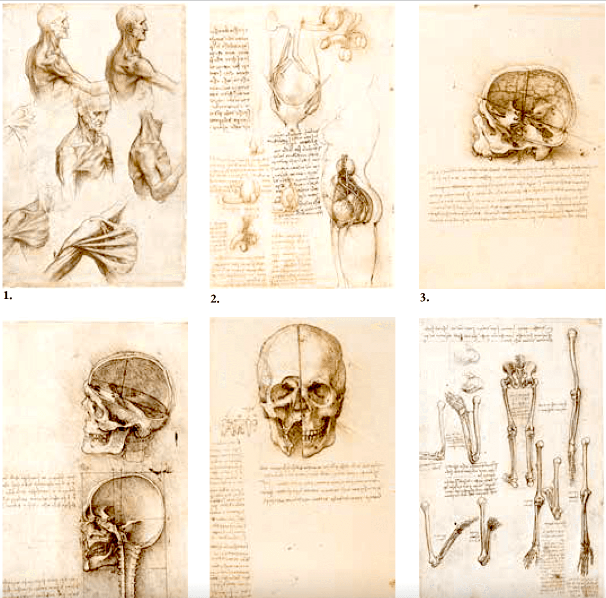 Dessins d'anatomie de Léonard de Vinci, au Clos Lucé - Wukali